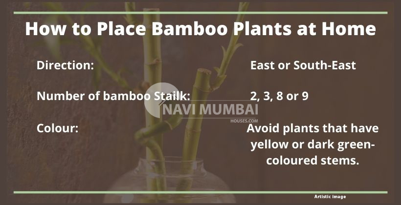 Vastu Ideas for Maintaining Bamboo Plant in House - Navi Mumbai Houses