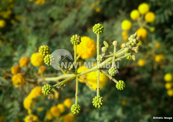 Bad Luck Plants - Never Grow These Plants at Home As Per Vastu