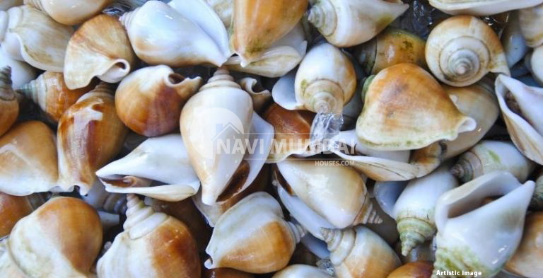 Tips for Maintaining Shankh or Conch Shell at House According to Vastu