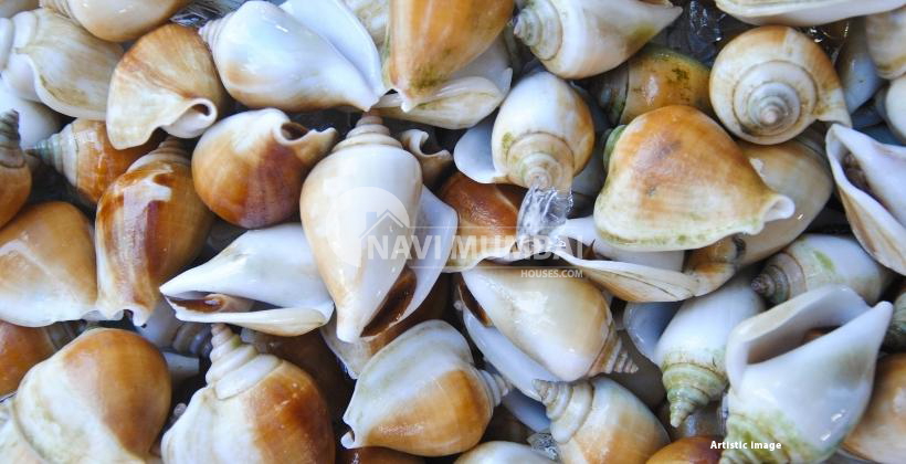 Tips for Maintaining Shankh or Conch Shell at House According to Vastu