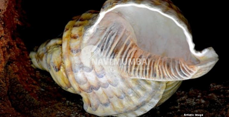 Tips for Maintaining Shankh or Conch Shell at House According to Vastu