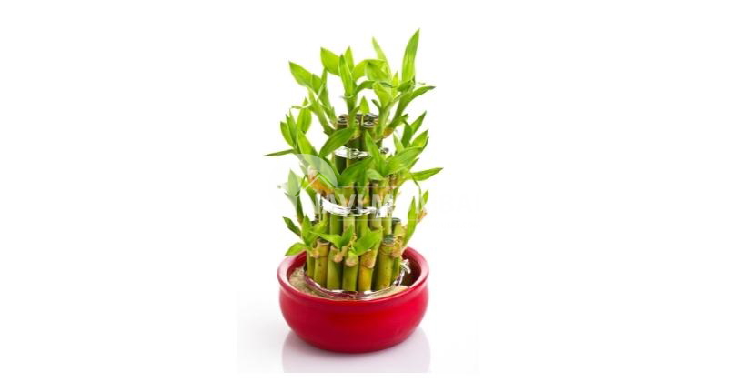 Bamboo Plant Benefits and Vastu Placement in the Home