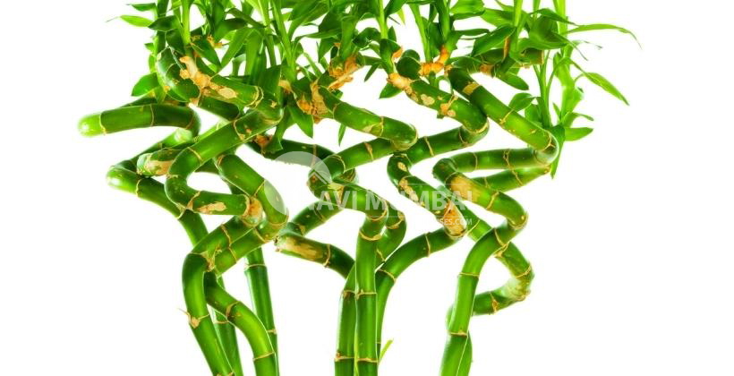 Bamboo Plant Benefits and Vastu Placement in the Home