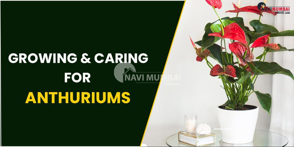 Anthuriums : Growing & Caring For Anthuriums Anthuriums : Growing & Caring For Anthuriums