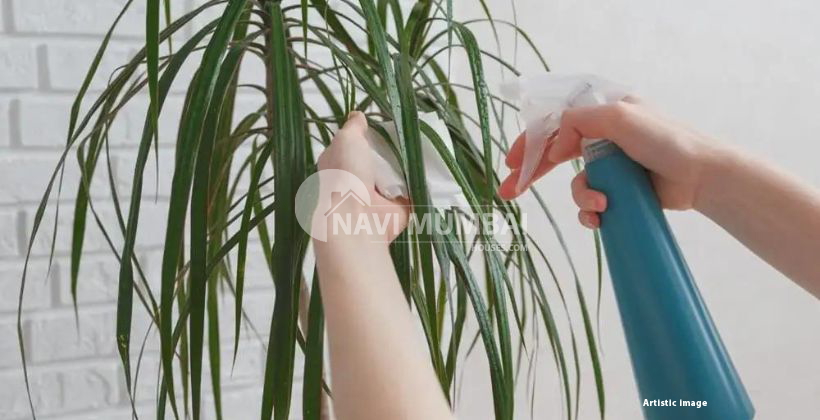 Dracaena : Characteristics, Benefits & Plant Care