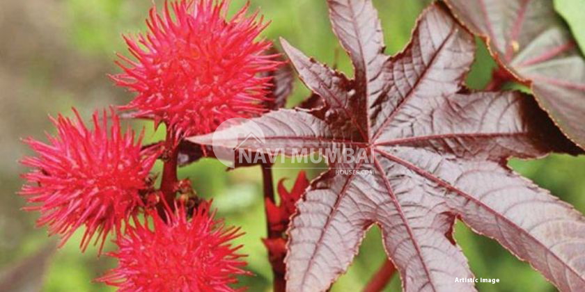 Ten Hazardous Plants You Must Never Keep Indoors