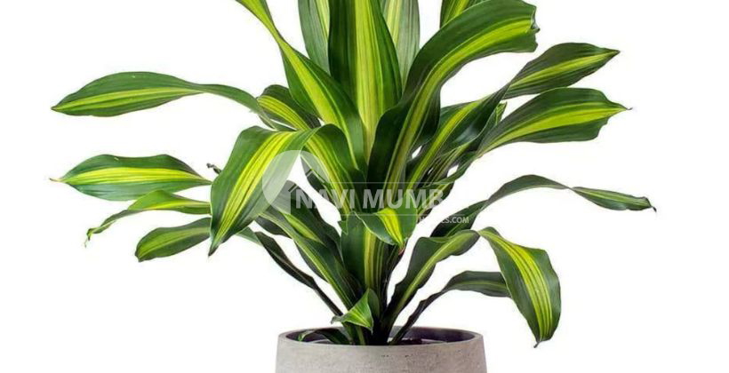 Dracaena : Characteristics, Benefits & Plant Care