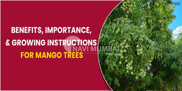 Benefits, Importance, and Growing Instructions for Mango Trees