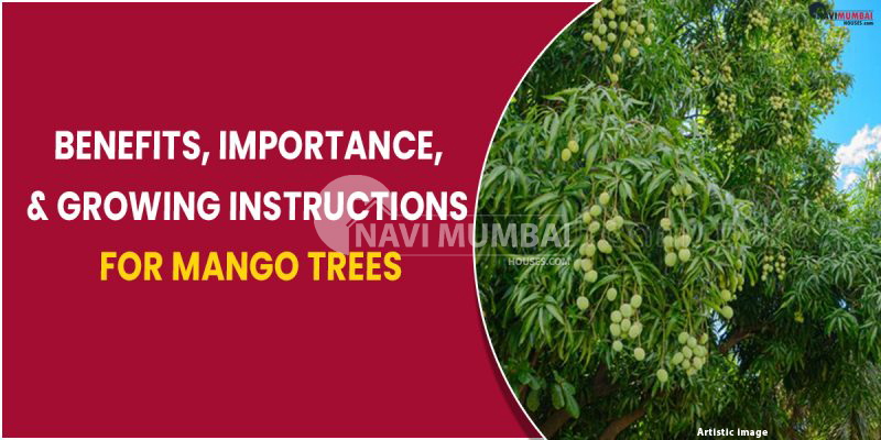 Benefits, Importance, and Growing Instructions for Mango Trees