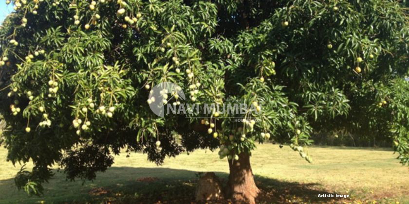 Benefits, Importance, and Growing Instructions for Mango Trees