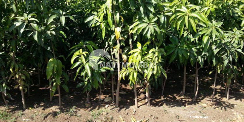 Benefits, Importance, and Growing Instructions for Mango Trees