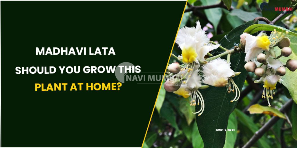 Madhavi Lata : Should You Grow This Plant At Home?
