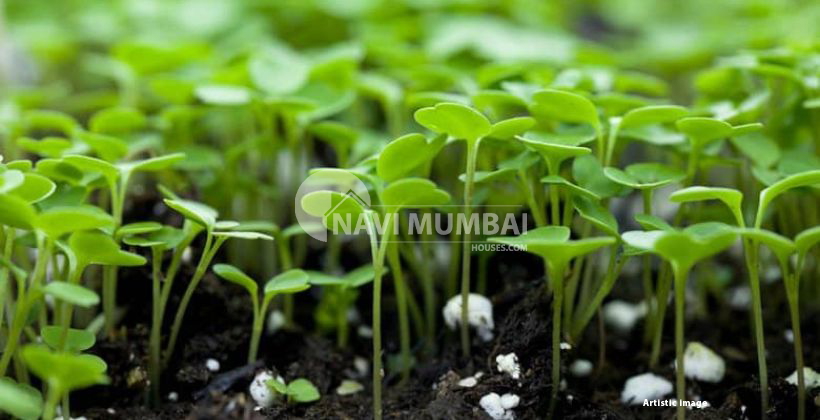 Planting Seeds : How Do You Plant A Seed outside & Inside?