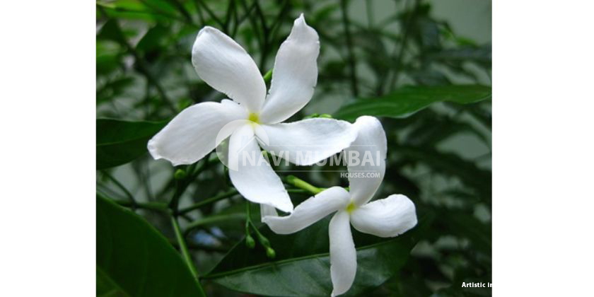 How Togor flowers enhance the beauty of your yard