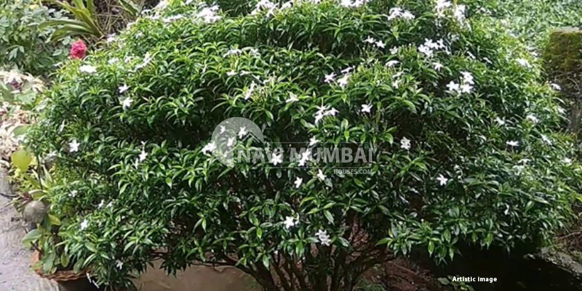 How Togor flowers enhance the beauty of your yard