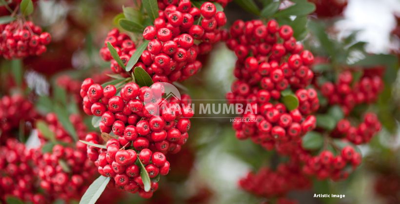 Thorny Plants: How To Grow & Handle Thorny Plants