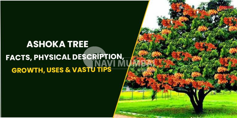 Ashoka Tree : Facts, Physical Description, Growth, Uses & Vastu Tips
