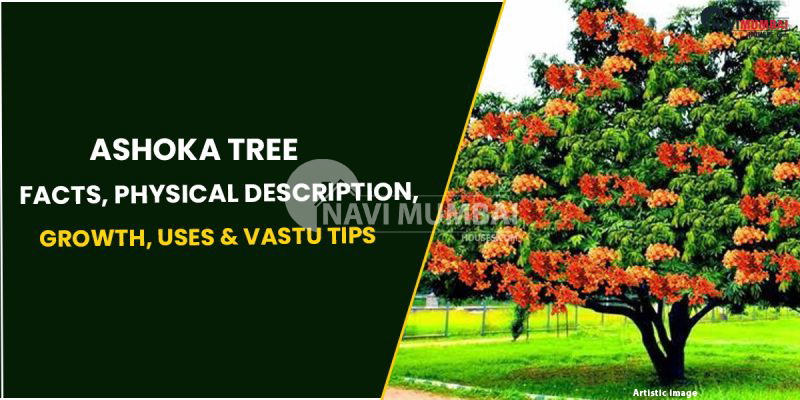 Ashoka Tree : Facts, Physical Description, Growth, Uses & Vastu Tips