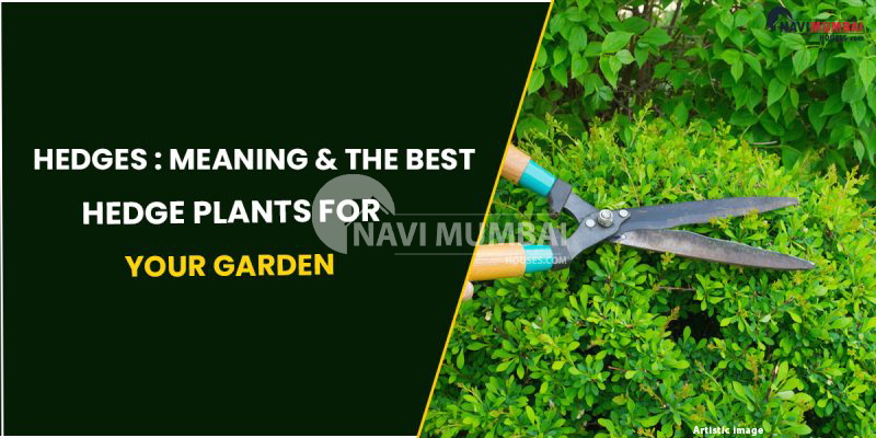 Hedges : Meaning & The Best Hedge Plants For Your Garden