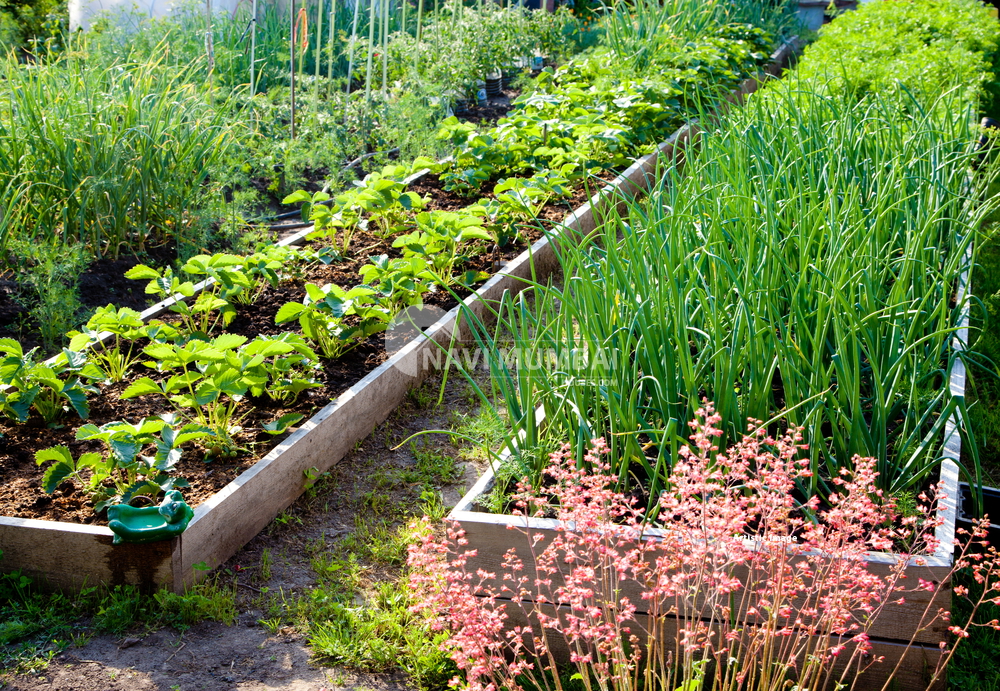 Home Garden: The Best Ideas For Creating A Lovely Home Garden