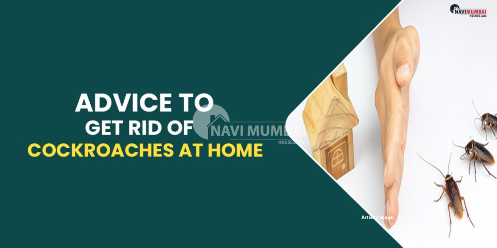 Get Rid Of Cockroaches At Home- Natural Remedies & Prevention