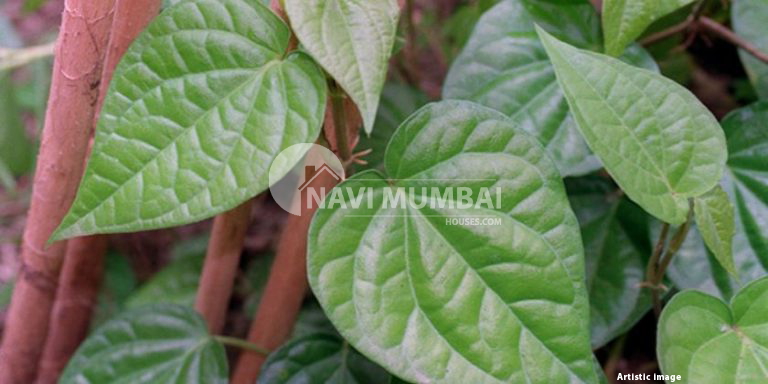 Vine plant and its different types