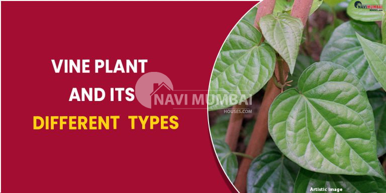 Vine plant and its different types