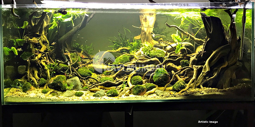 Ideas for a modern fish tank to improve mood