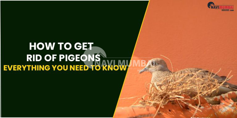 Get Rid Of Pigeons Kharghar : Everything You Need To Know