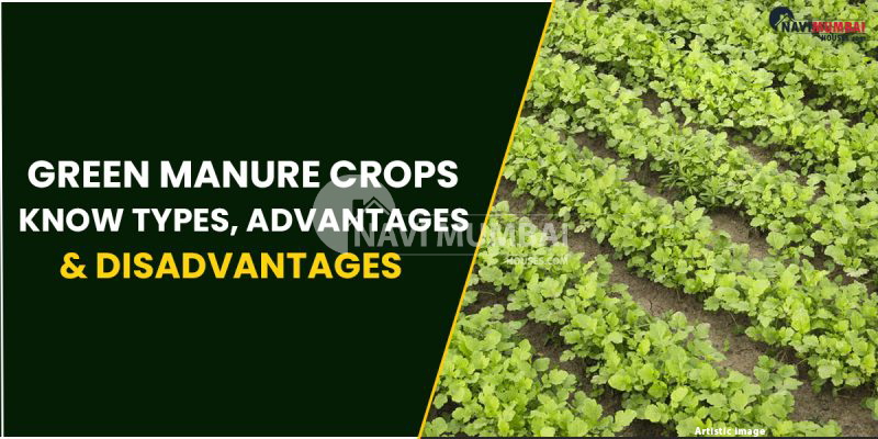 Green Manure Crops : Know Types, Advantages & Disadvantages