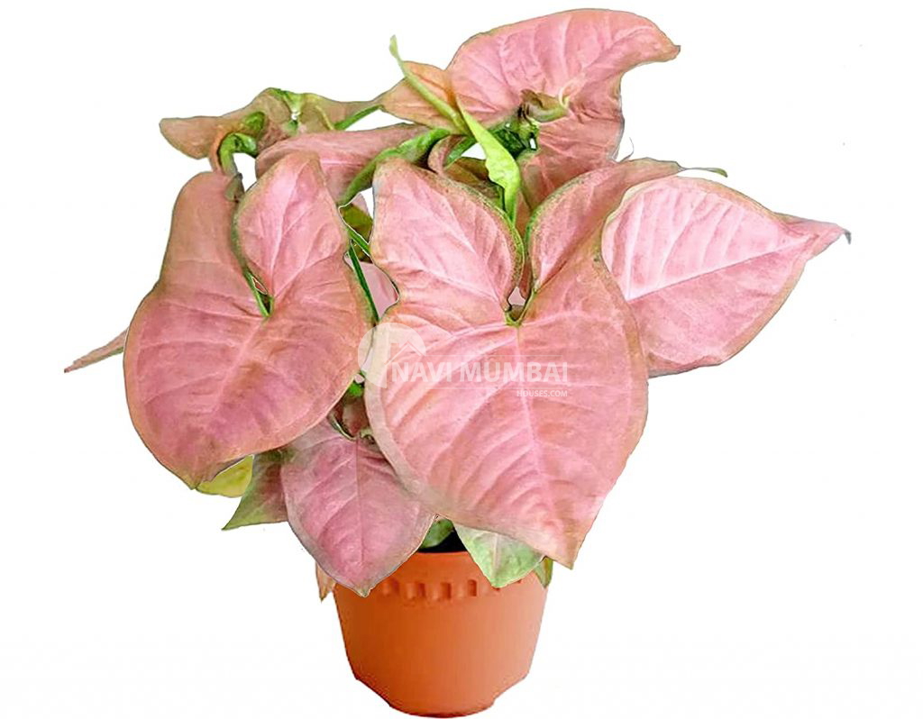 Stunning Syngonium Pink Allusion Pictures