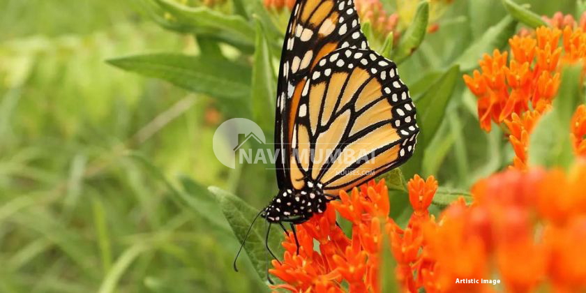 Butterfly Parks In India : India's Must-See Butterfly Parks