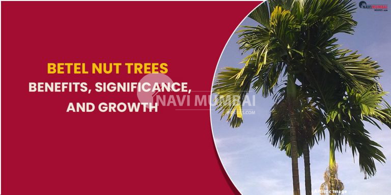 Betel Nut Trees : Benefits, Significance, And Growth