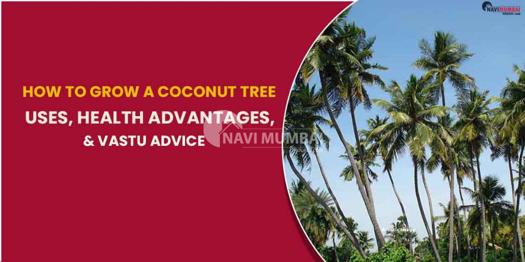 How To Grow A Coconut Tree