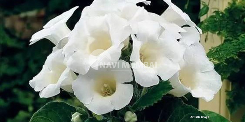 Ten Simple Indoor Flowering Plants That will Cheer up your House