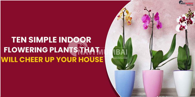 Ten Simple Indoor Flowering Plants That will Cheer up your House